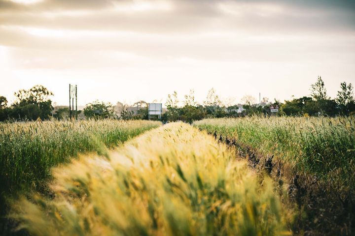 The Old Vine Project - Ken Forrester Wines
